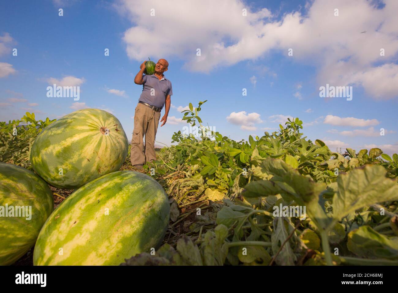 Watermelon harvest field workers hi-res stock photography and images ...