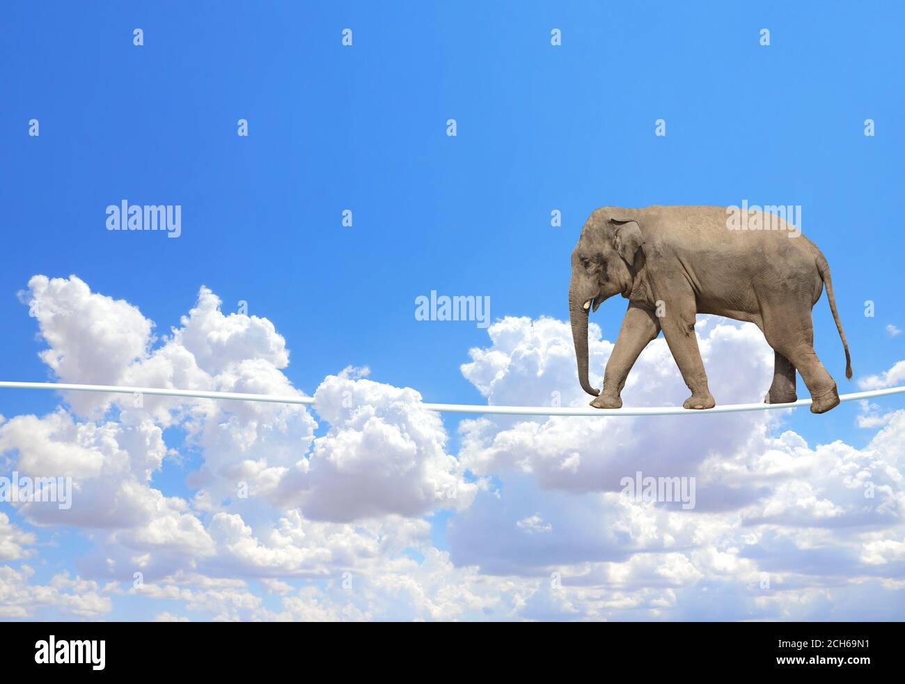 Managing risk concept. Elephant walking on a rope on the blue sky ...