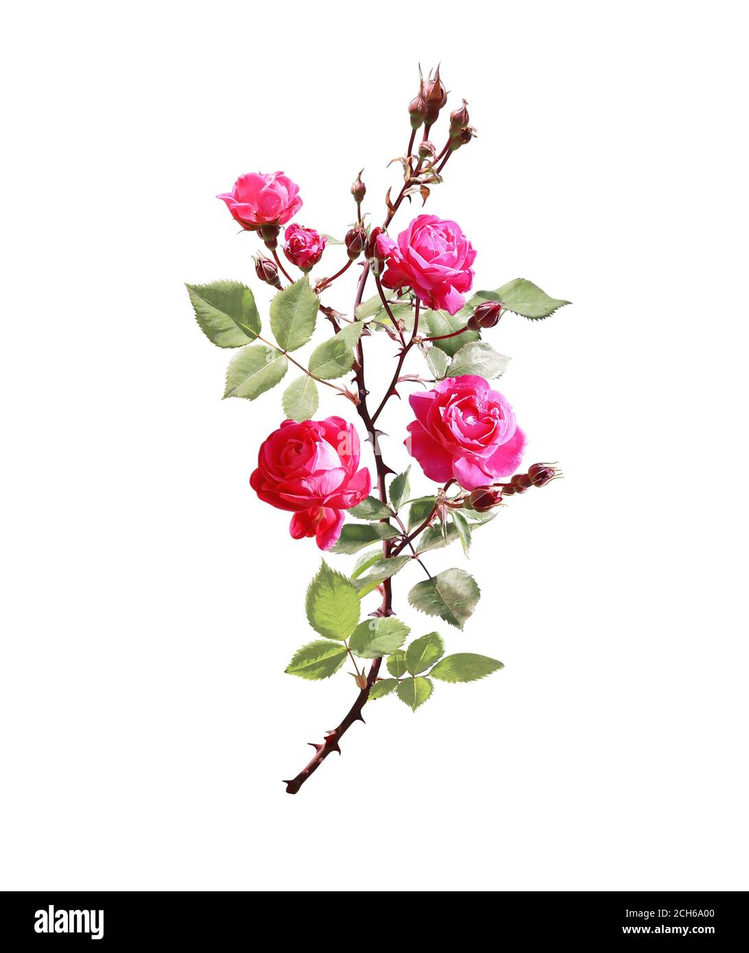 Branch of Climbing rose with red flowers. Isolated on white background ...