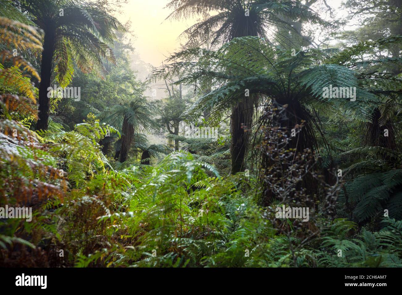 New Zealand tropical jungle forest. Green natural background Stock ...