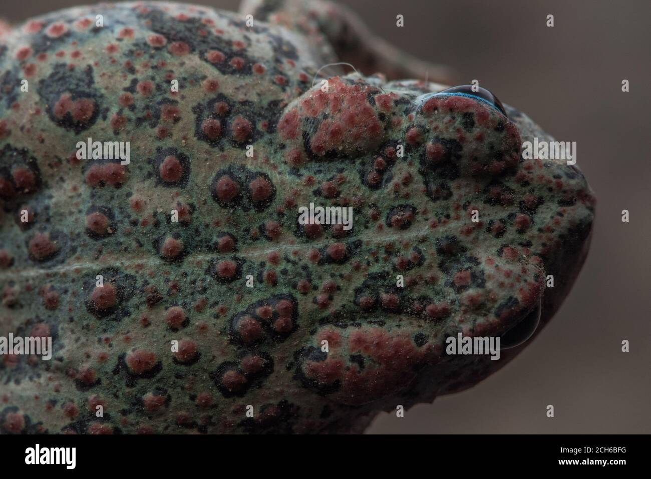 The back of a Western Toad (Anaxyrus boreas) from Mendocino Co., CA ...