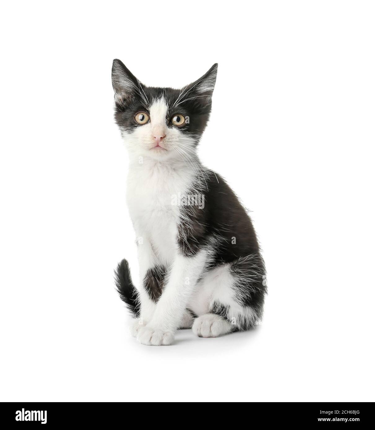 Cute funny kitten on white background Stock Photo - Alamy