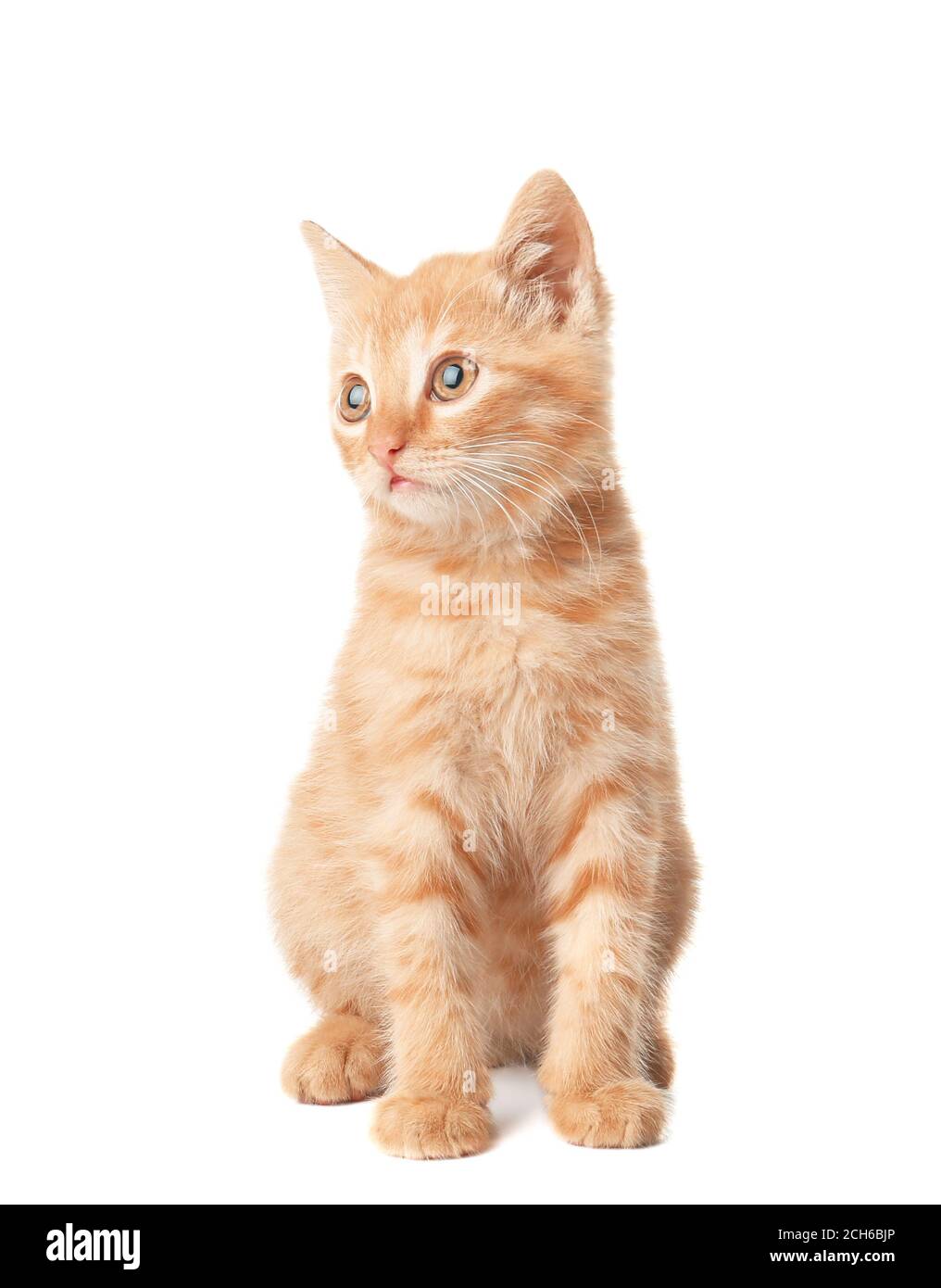 Cute funny kitten on white background Stock Photo - Alamy