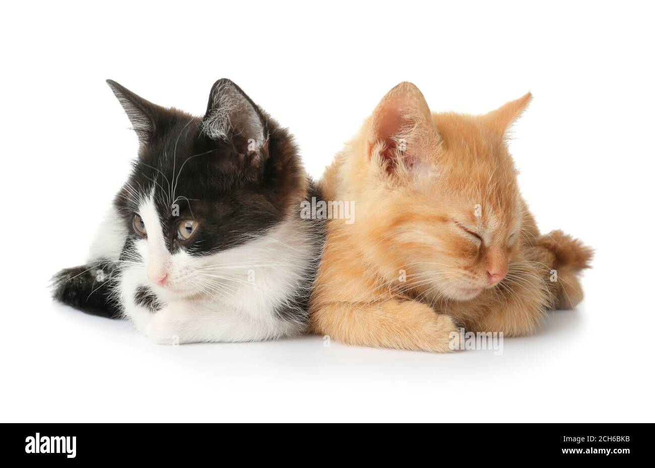 Cute kittens lying on Cut Out Stock Images & Pictures - Alamy
