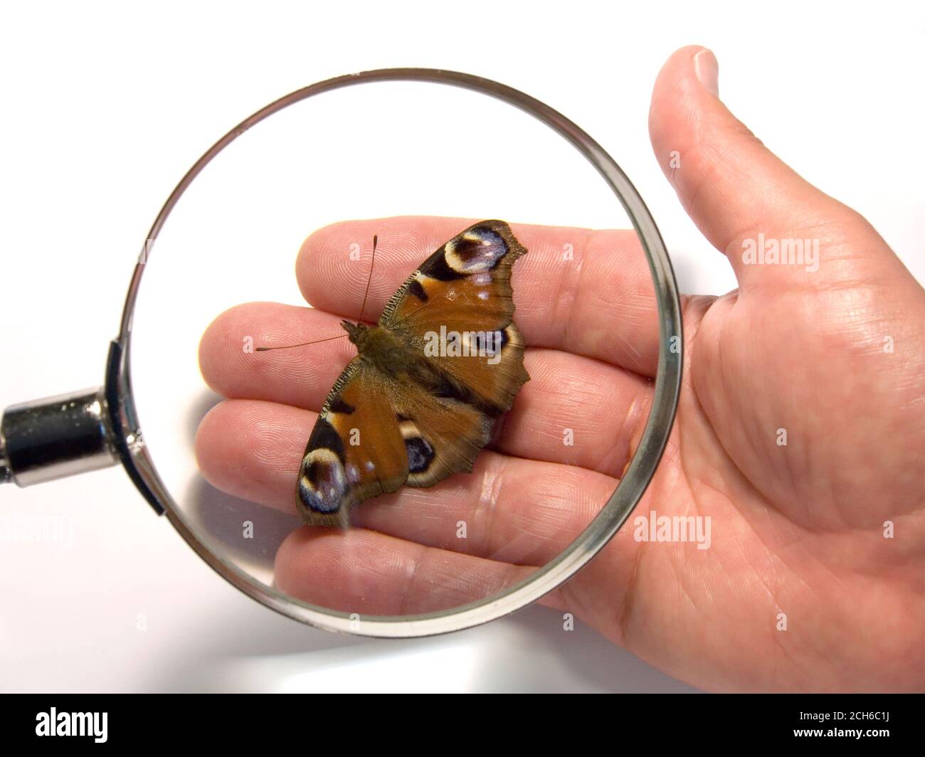 Magnified glass insect hi-res stock photography and images - Alamy