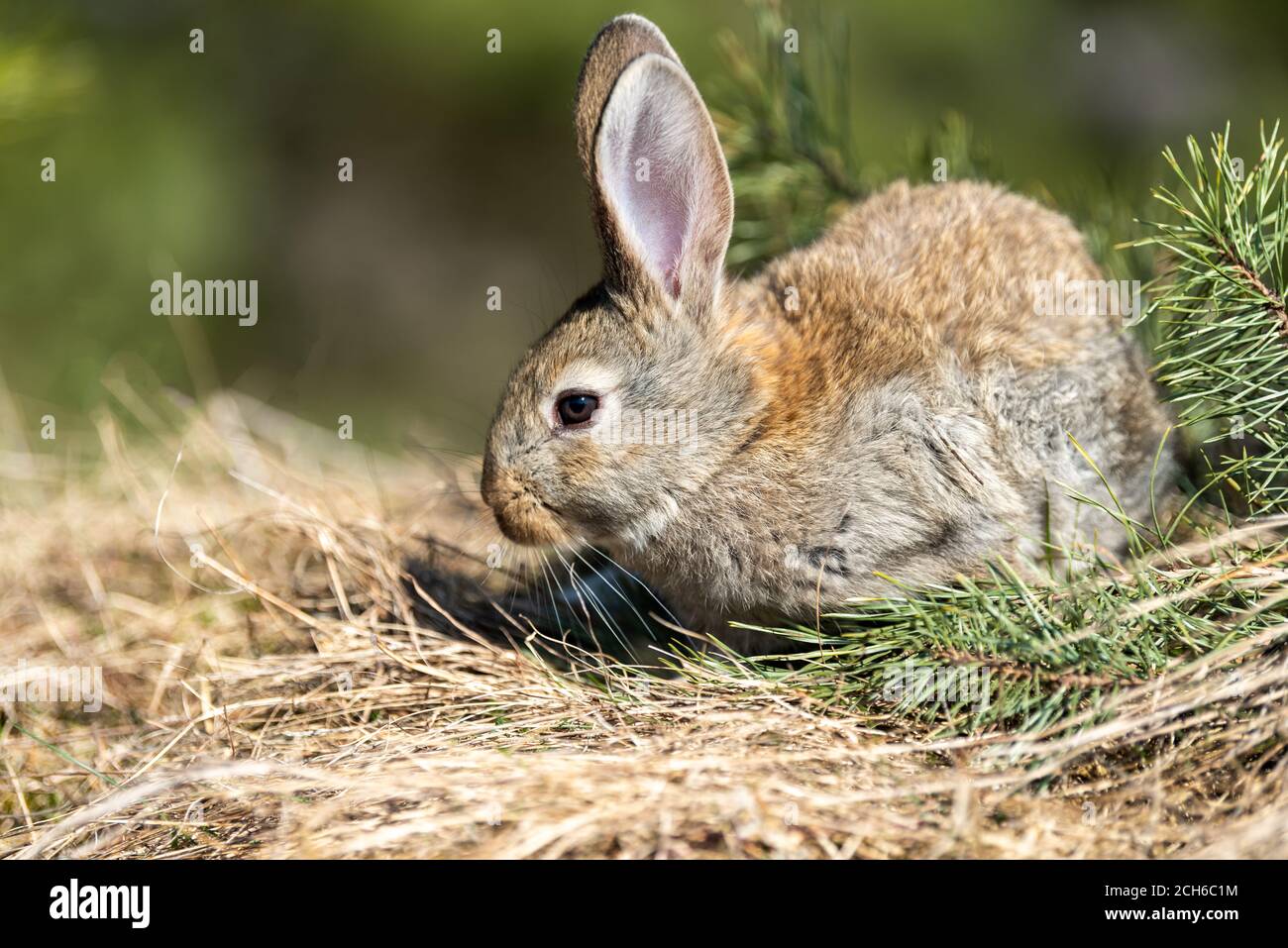 Rabbit hare while looking at you on grass background Stock Photo - Alamy