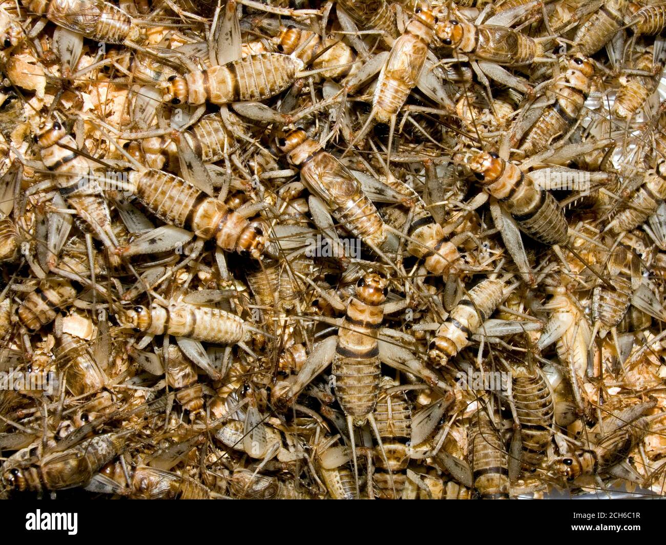 House cricket insect hi-res stock photography and images - Alamy
