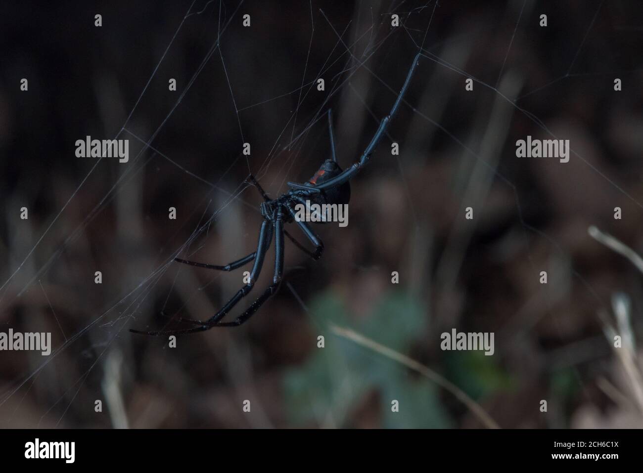 The Western black widow spider (Latrodectus hesperus) one of the few ...