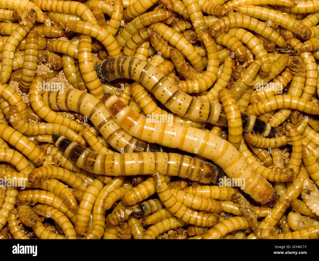 Superworms hi-res stock photography and images - Alamy
