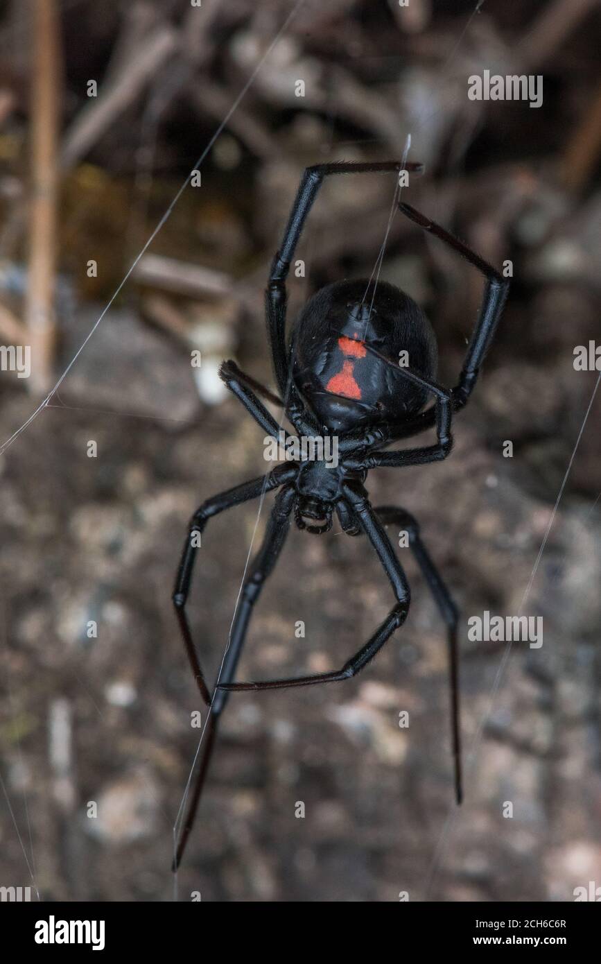 The Western black widow spider (Latrodectus hesperus) one of the few ...