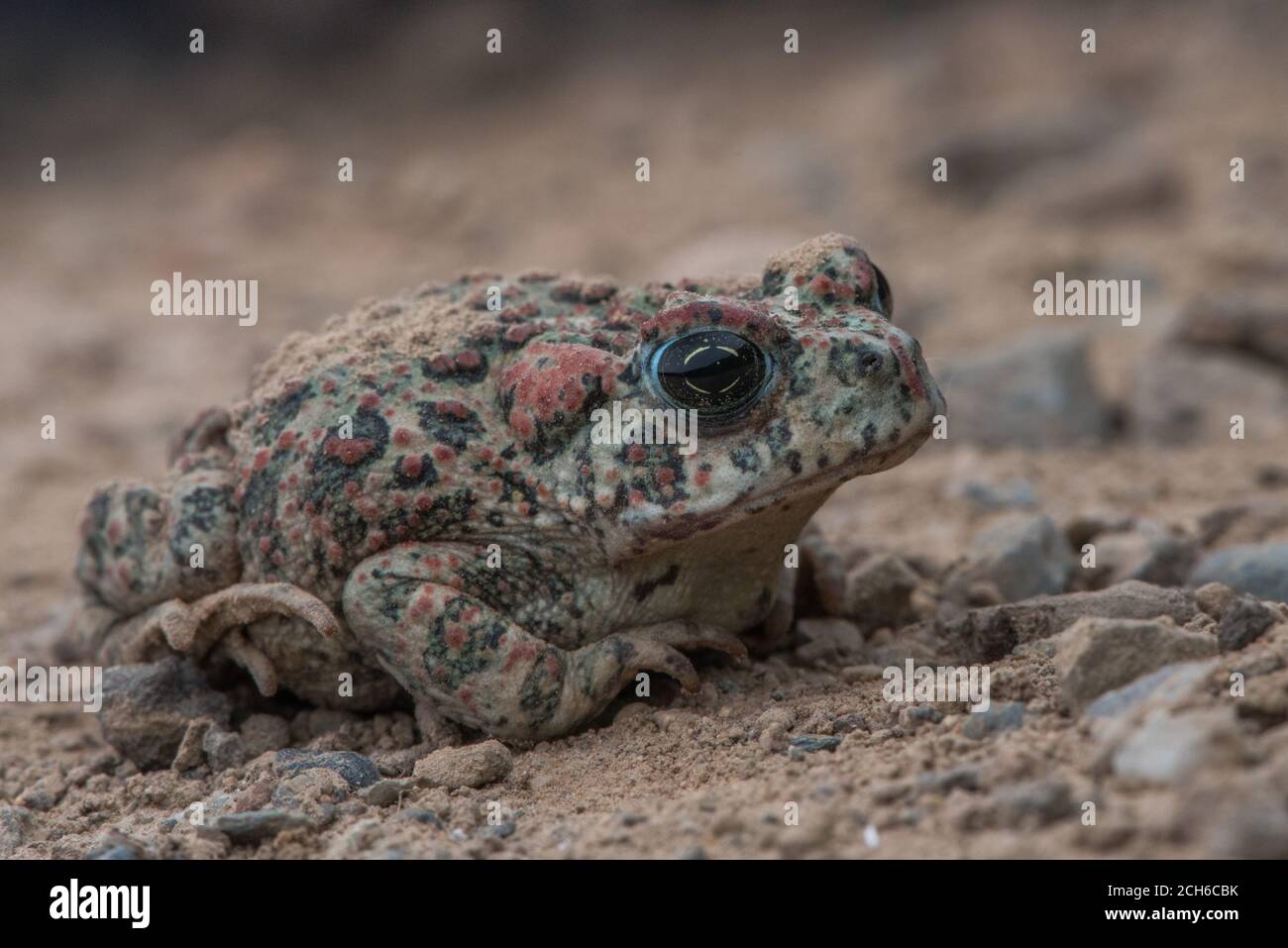 A western toad (Anaxyrus boreas) from Northern California, USA Stock ...
