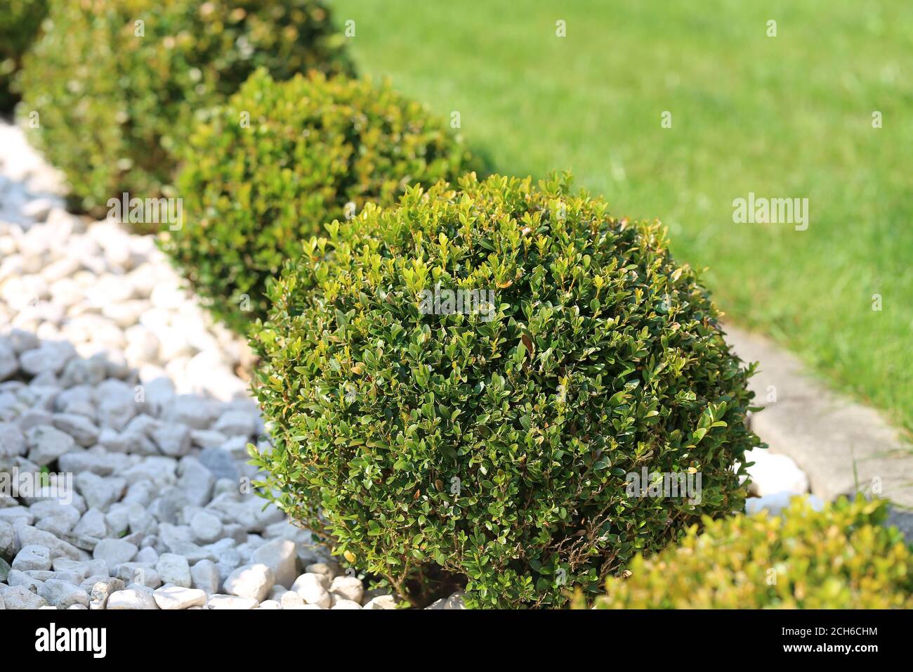 Buchs, Buchsbaum, Boxwood, Buxus Stock Photo - Alamy