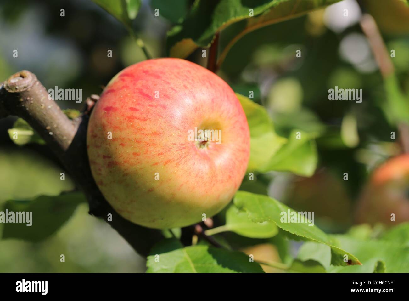 Topaz apfel hi-res stock photography and images - Alamy