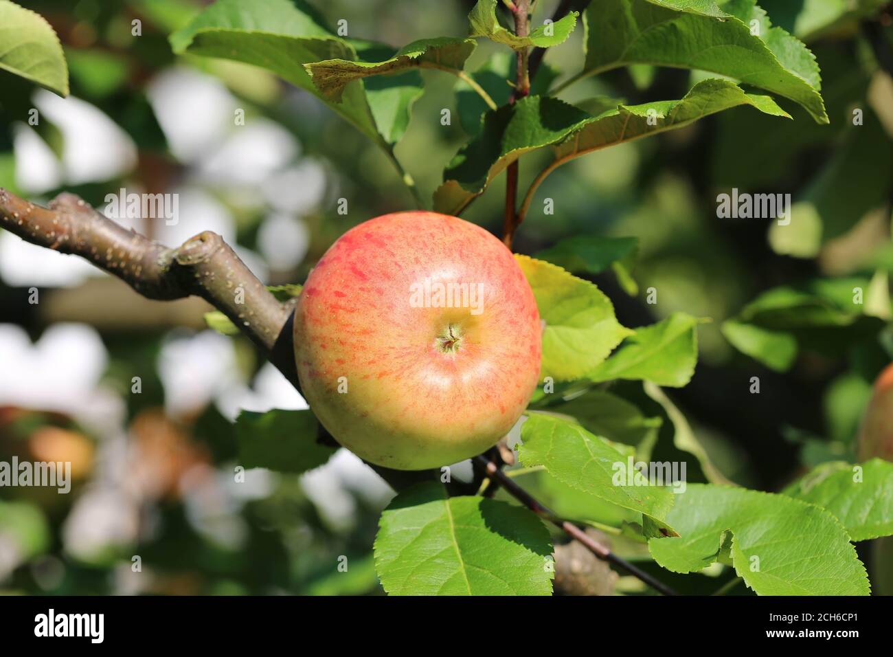 Topaz apple garden hi-res stock photography and images - Alamy