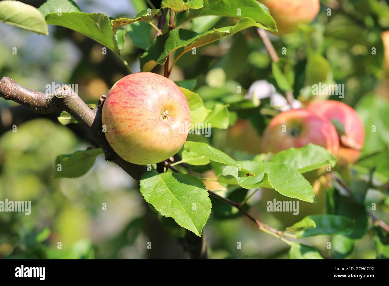 Apfel Topaz, Apple Stock Photo - Alamy