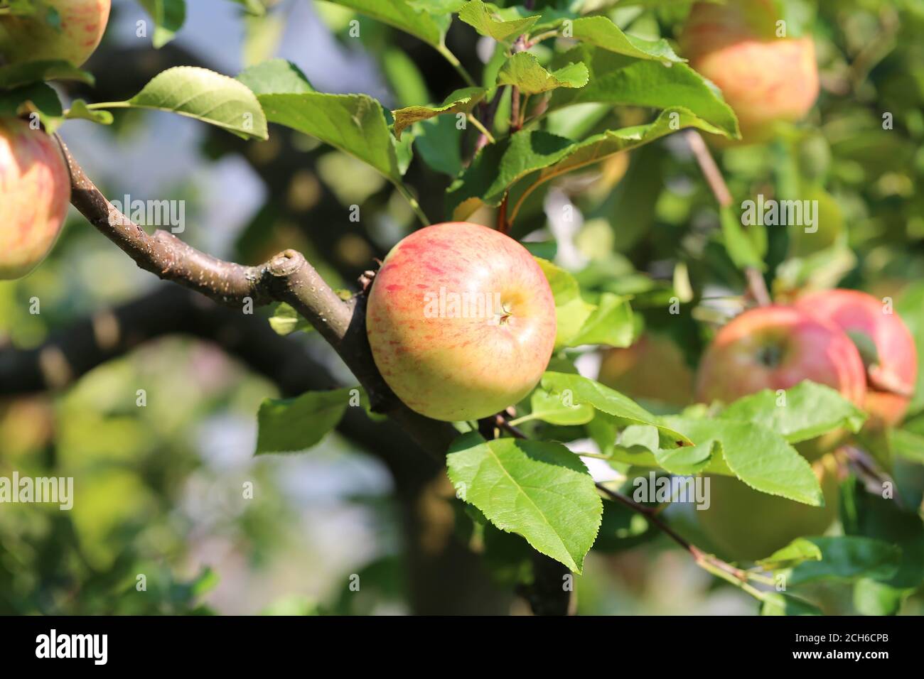 Apfel Topaz, Apple Stock Photo - Alamy