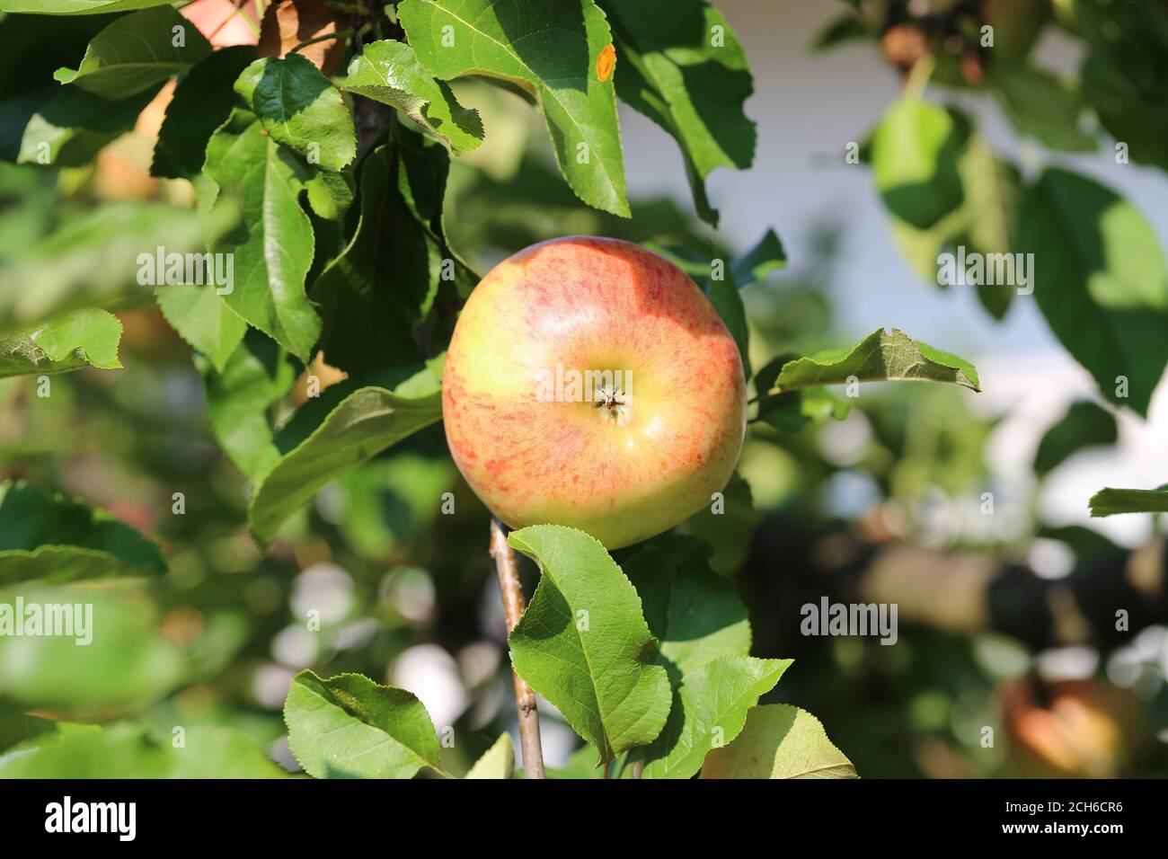 Topaz apple garden hi-res stock photography and images - Alamy