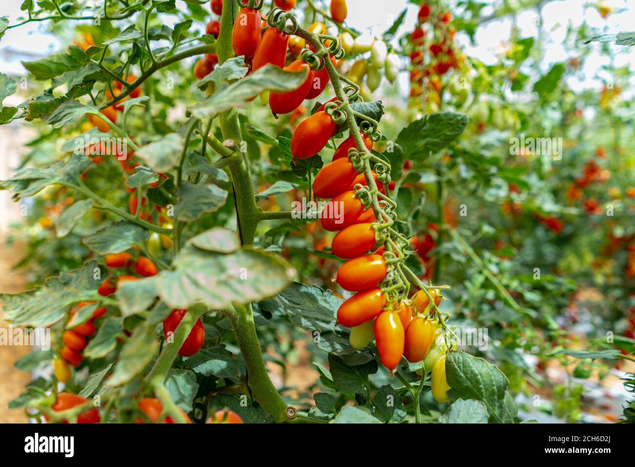 Israel tomato crop growing hi-res stock photography and images - Alamy