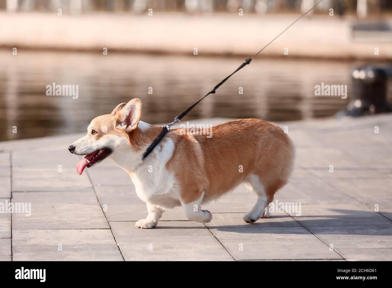 Cute corgi dog walking outdoors Stock Photo - Alamy