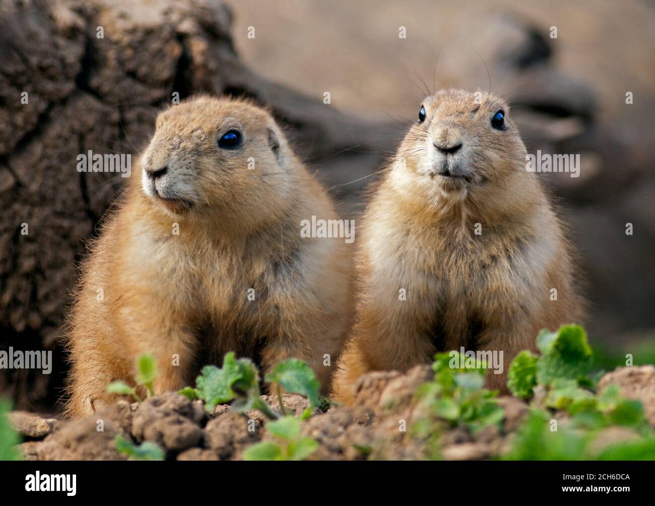 Black-Tailed Prairie Dogs or Marmots (Cynomys ludovicianus Stock Photo ...