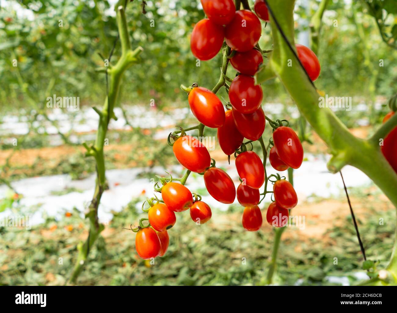 Israel tomato crop growing hi-res stock photography and images - Alamy