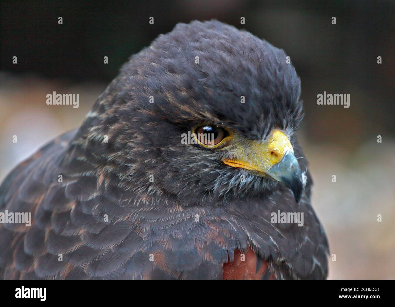 American harris hawk hi-res stock photography and images - Alamy