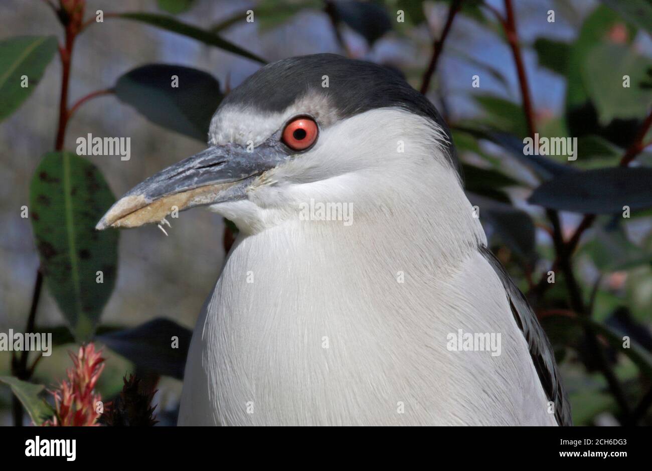Black-Crowned Night Heron (nycticorax nycticorax Stock Photo - Alamy