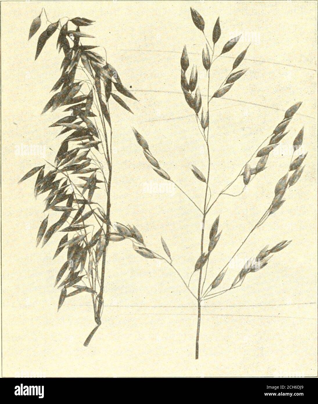 Wild oat seed heads hi-res stock photography and images - Alamy