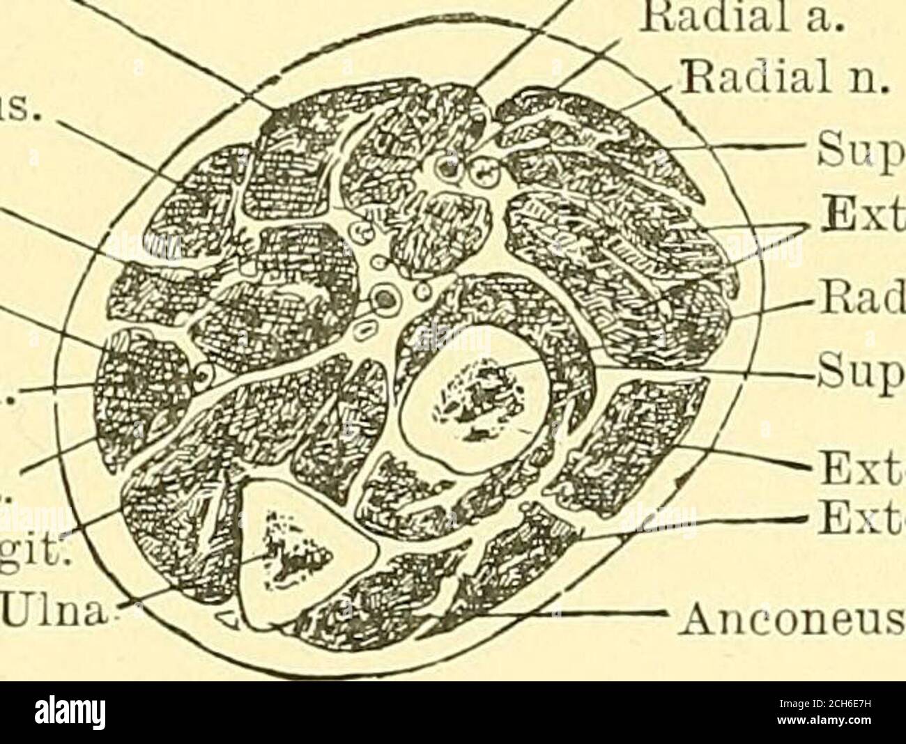 Elbow incision hi-res stock photography and images - Alamy