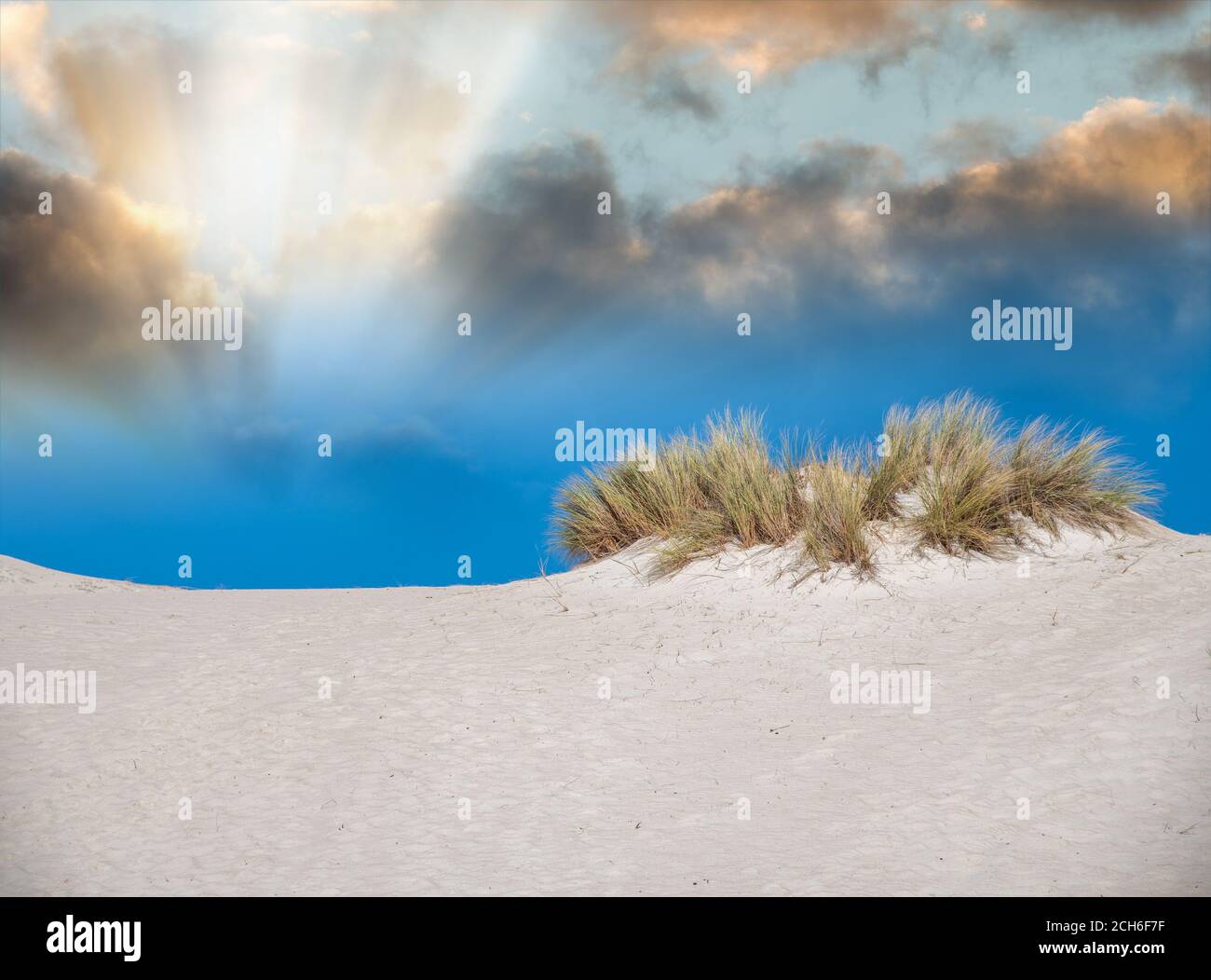 Desert bushes hi-res stock photography and images - Alamy