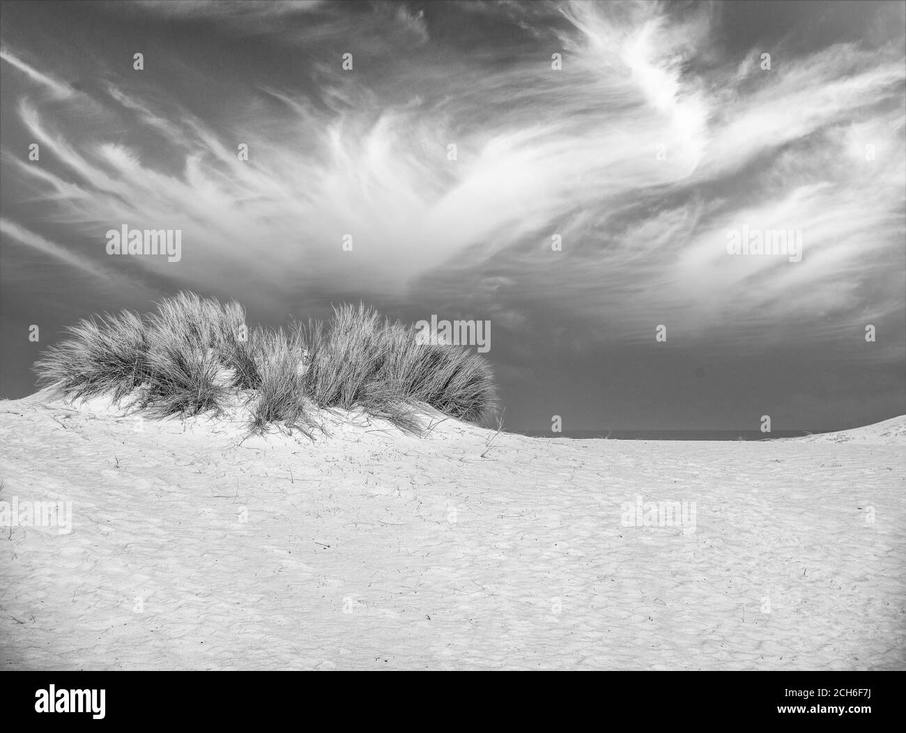 Desert bushes hi-res stock photography and images - Alamy