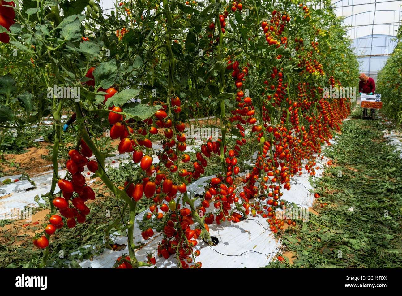 Israel tomato crop growing hi-res stock photography and images - Alamy