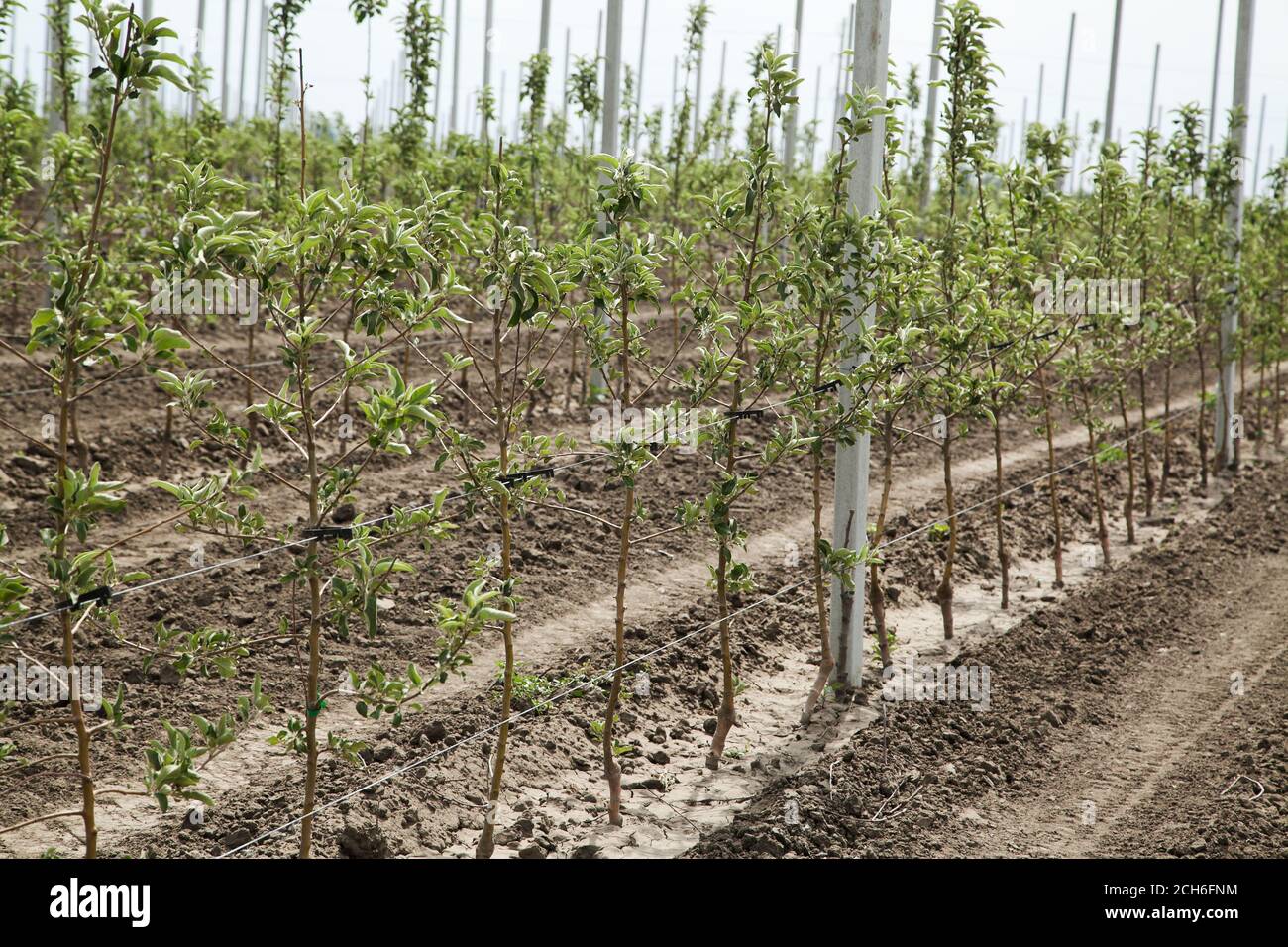 Row of young fruit trees supported by trellis with selective focus ...