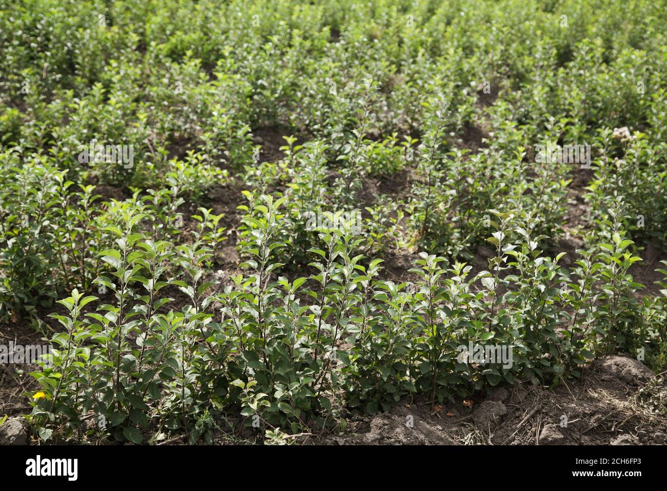 Apple sapling hi-res stock photography and images - Alamy