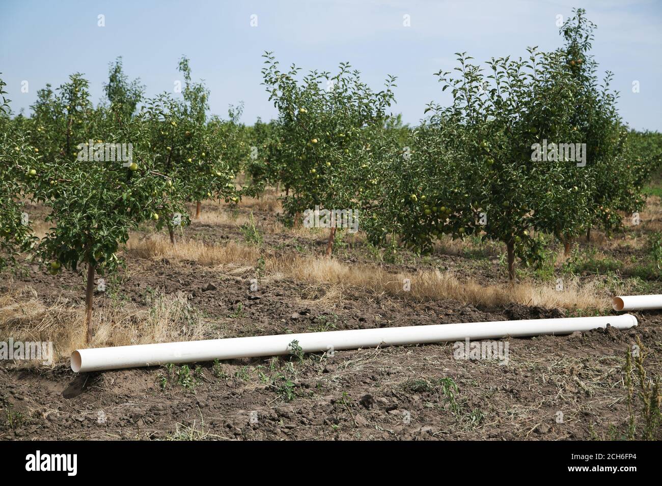 Long plastic water pipe in an orchard Stock Photo - Alamy