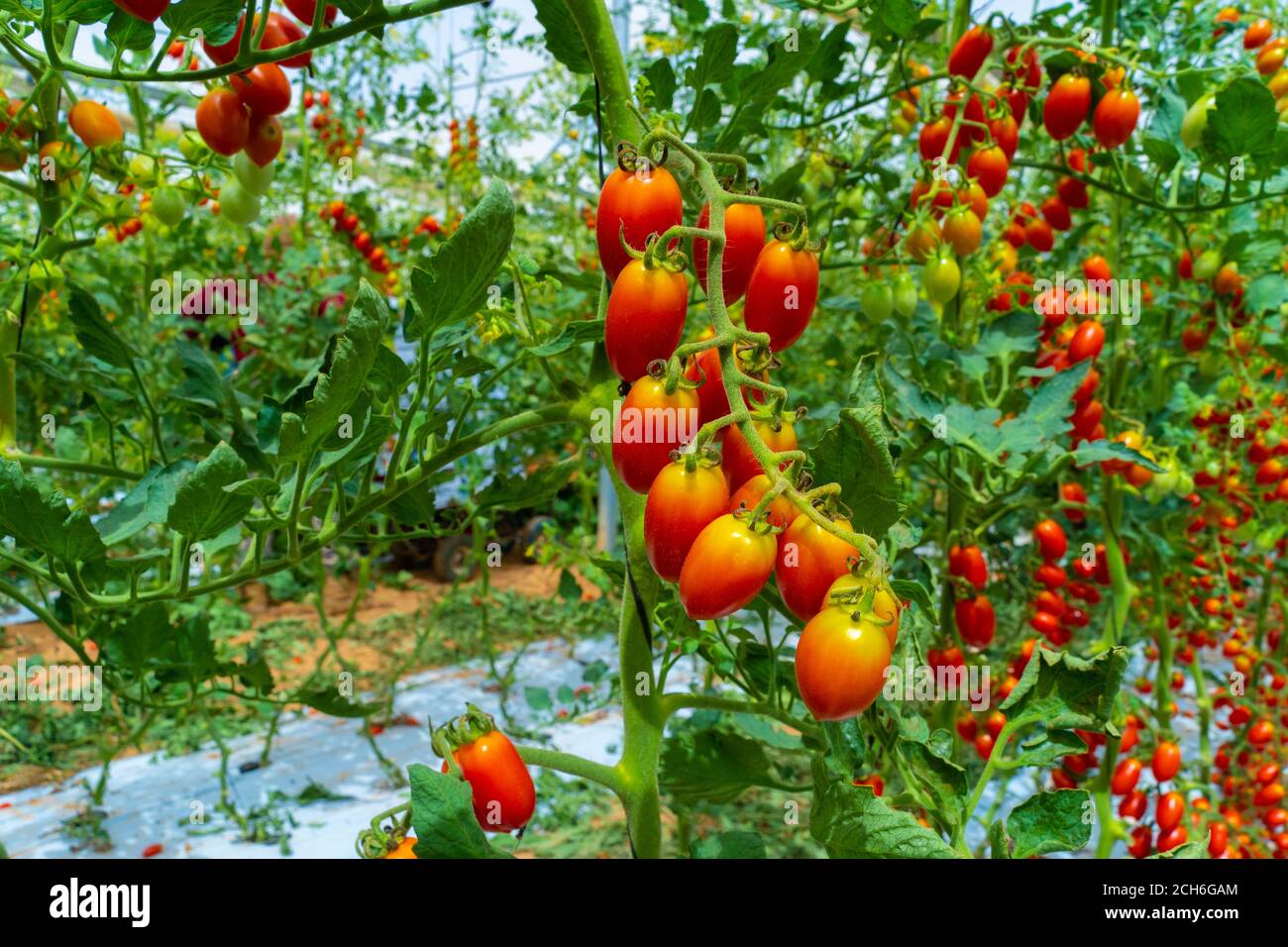 Cocktail cherry tomatoes growing plant hi-res stock photography and ...