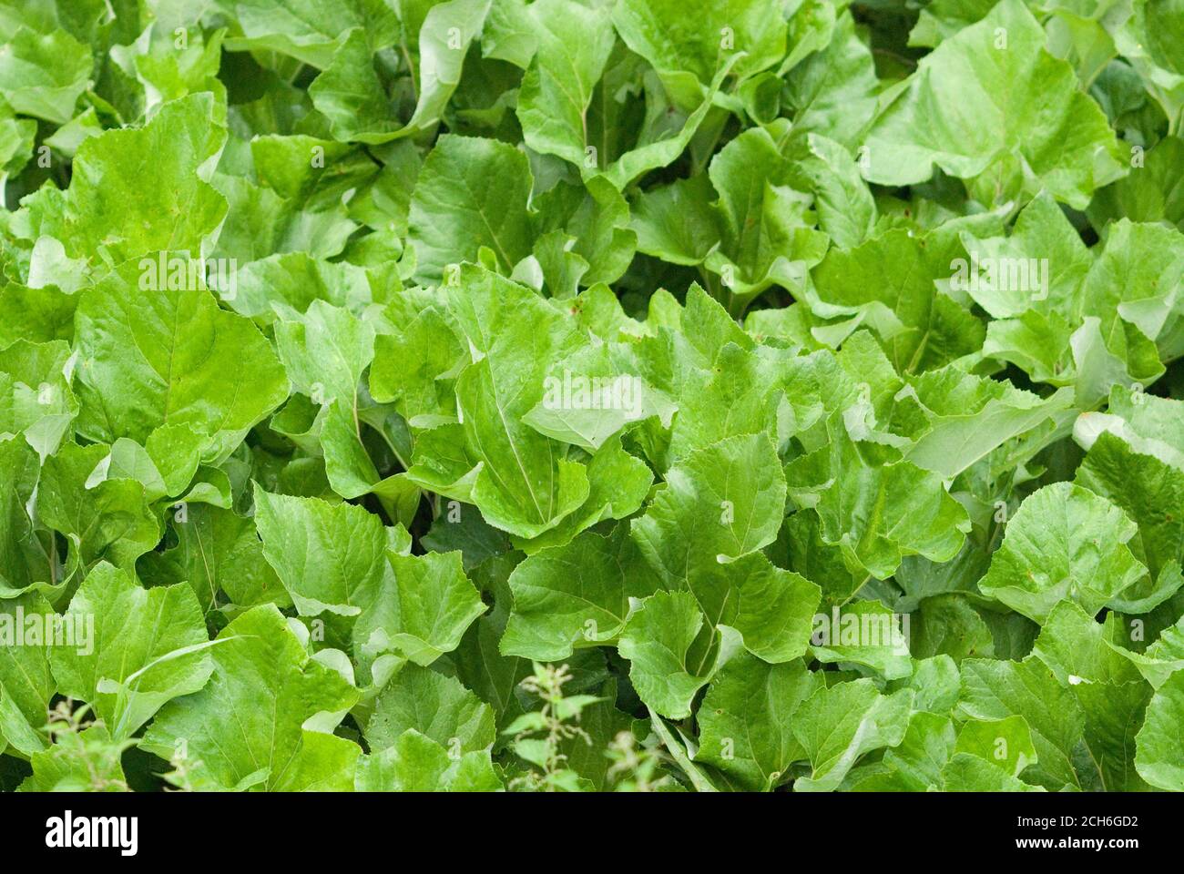 lettuce Abstract background Stock Photo - Alamy