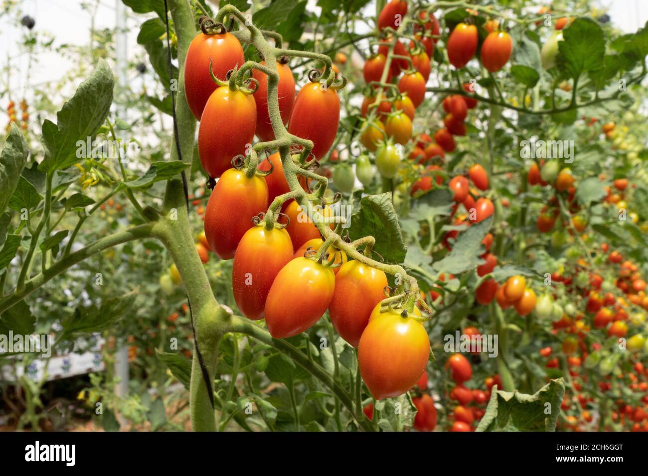 Israel tomato crop growing hi-res stock photography and images - Alamy