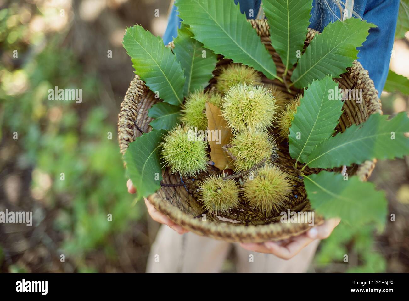 Edible chestnuts street tree hi-res stock photography and images - Alamy