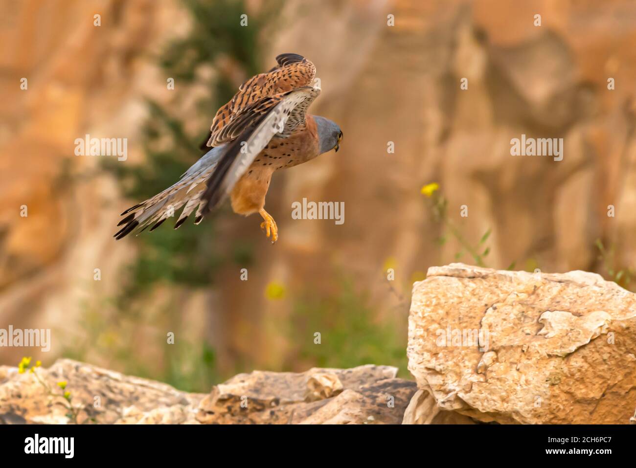 Lesser kestrel (falco naumanni). This species breeds from the ...