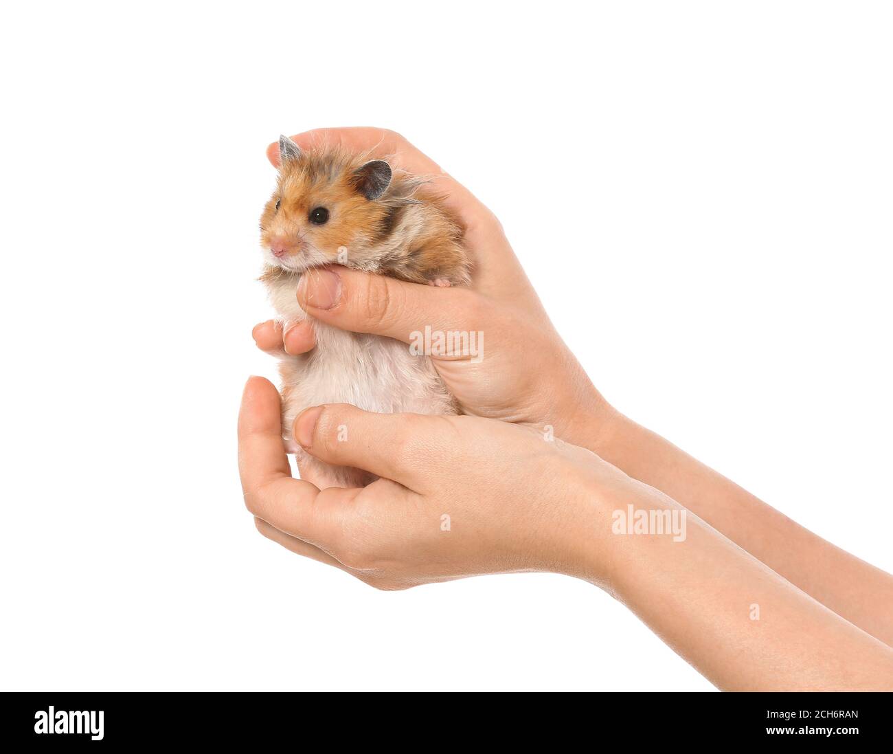 Hands with cute hamster on white background Stock Photo - Alamy