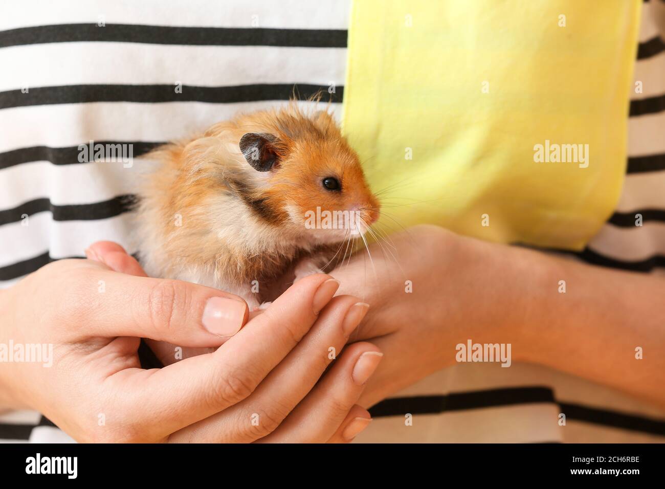 Person holding hamster hi-res stock photography and images - Alamy