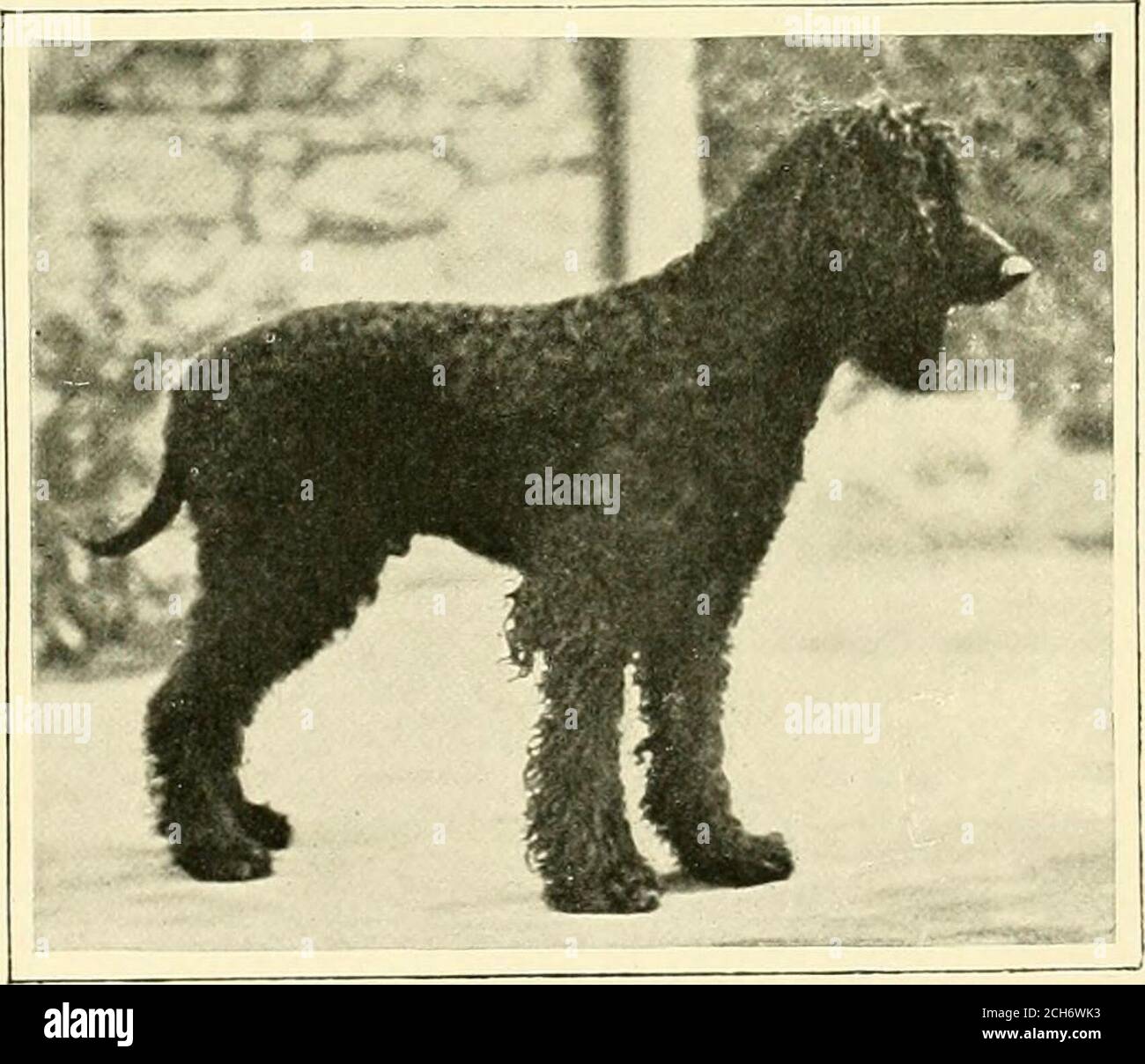 How To Make A Dog Recognize His Name