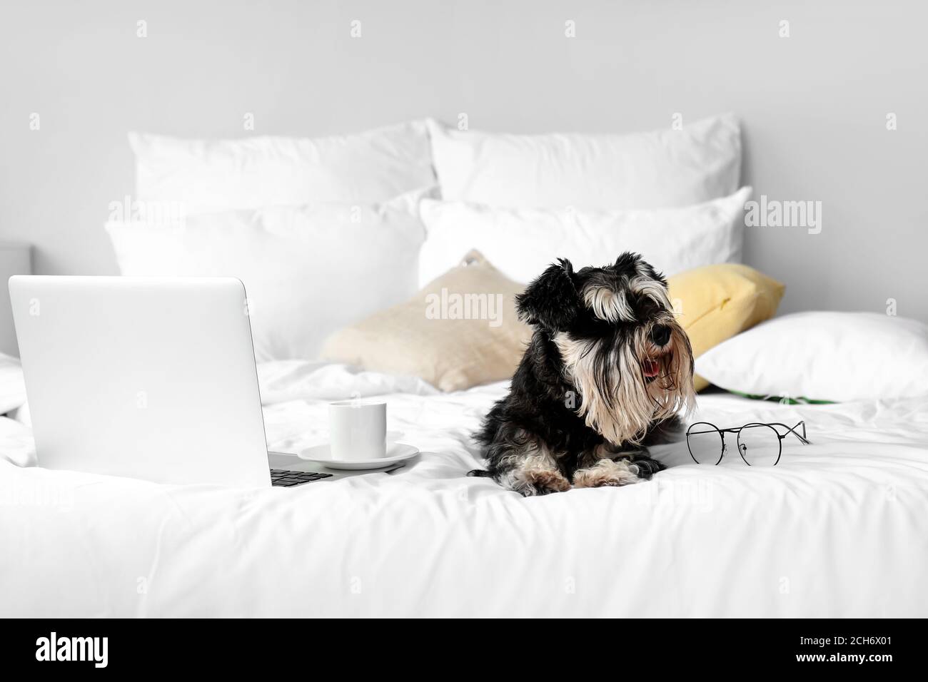 Cute dog and laptop on bed Stock Photo - Alamy
