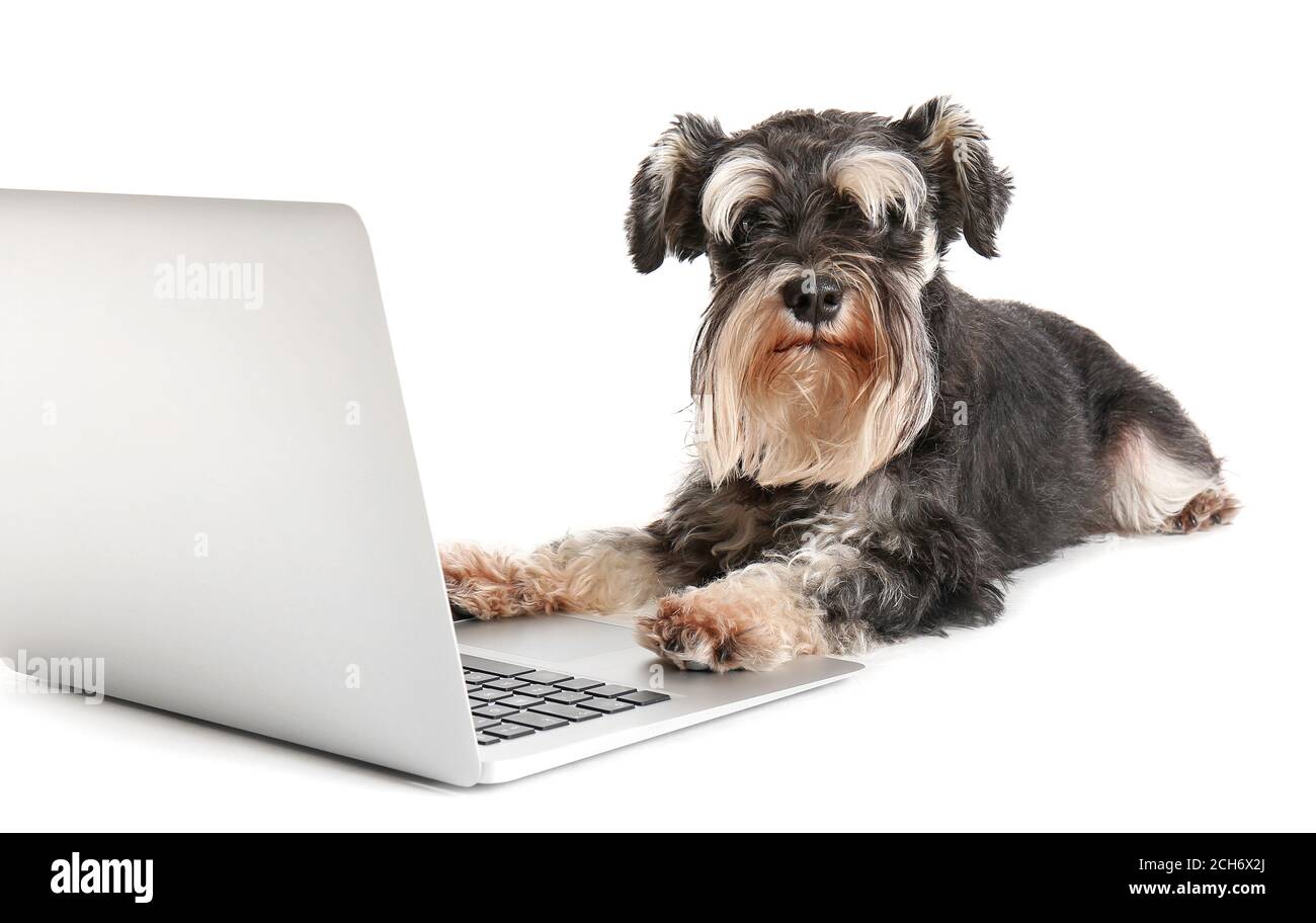 Cute dog with laptop on white background Stock Photo - Alamy