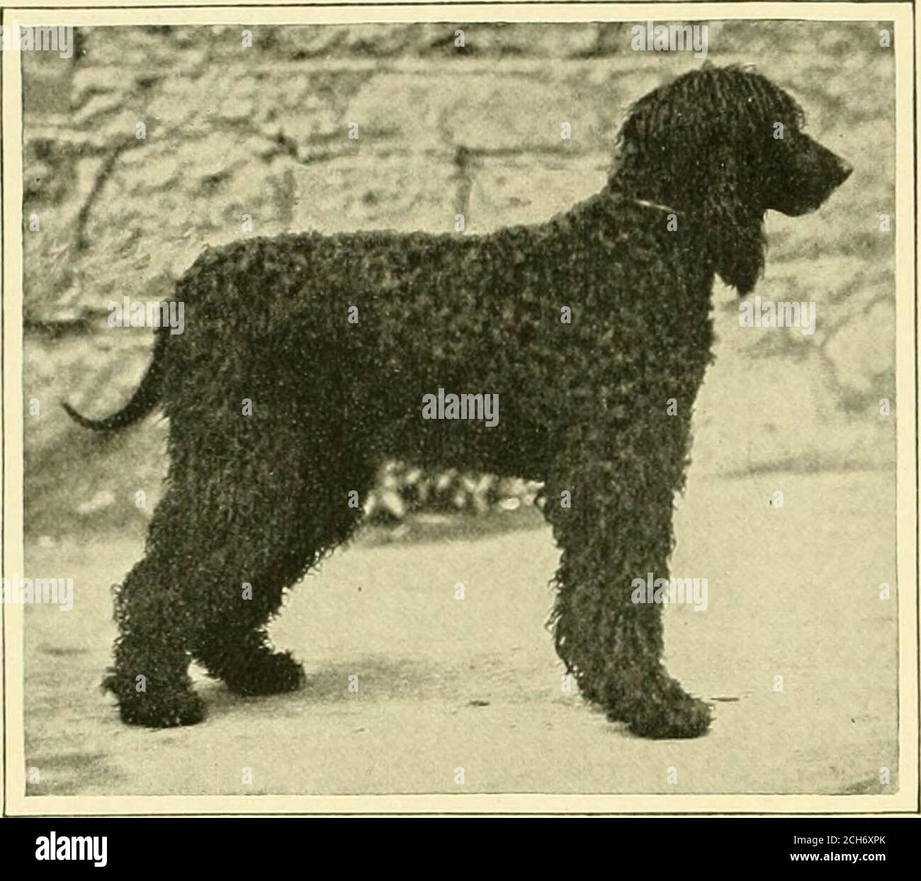 When Did The First Dog Appear