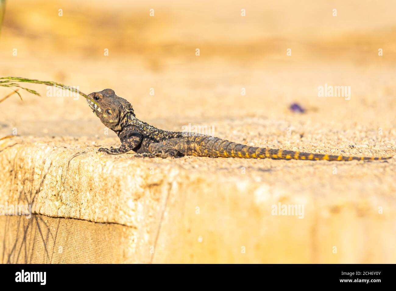 Stellagama (Stellagama stellio) AKA stellion, hardim, hardun, star ...