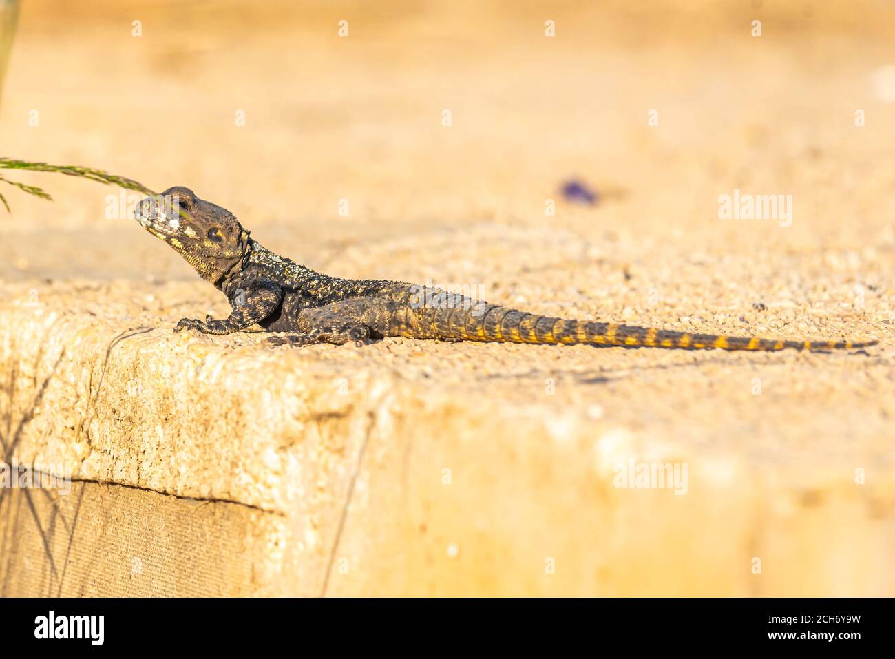 Stellagama (Stellagama stellio) AKA stellion, hardim, hardun, star ...