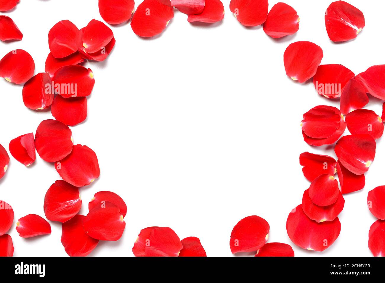 Frame made of beautiful rose petals on white background Stock Photo - Alamy