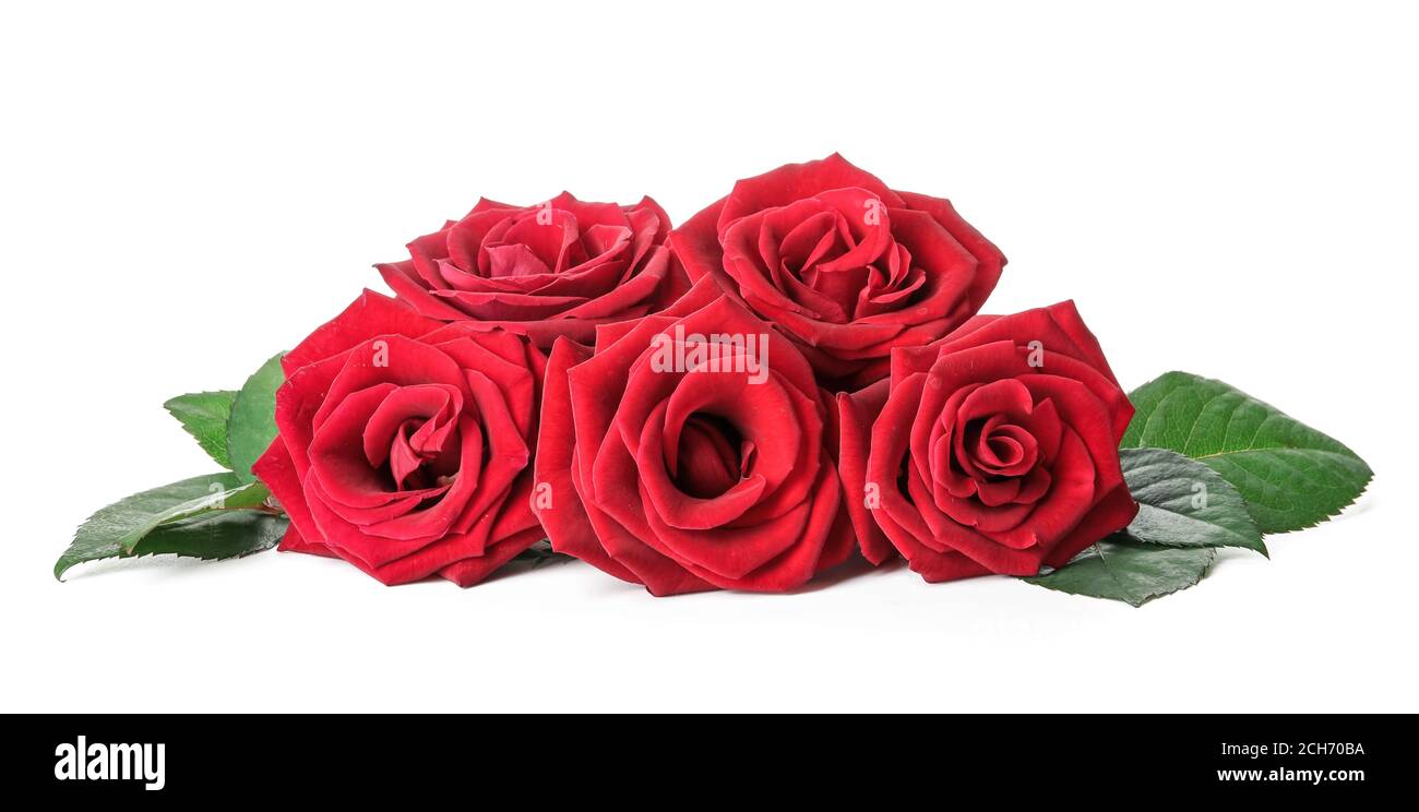 Beautiful red roses on white background Stock Photo - Alamy